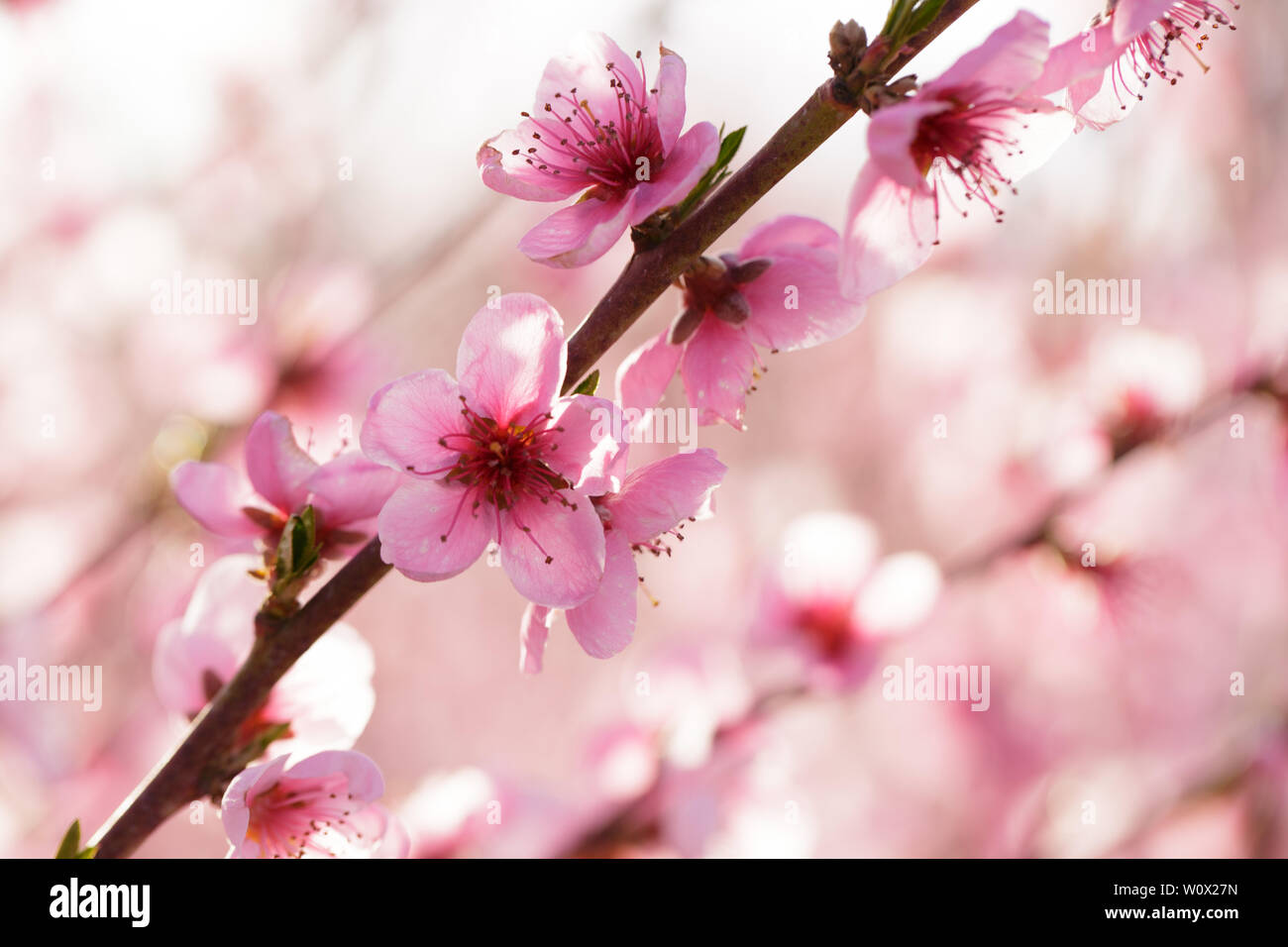 spring tree with pink flowers Stock Photo - Alamy