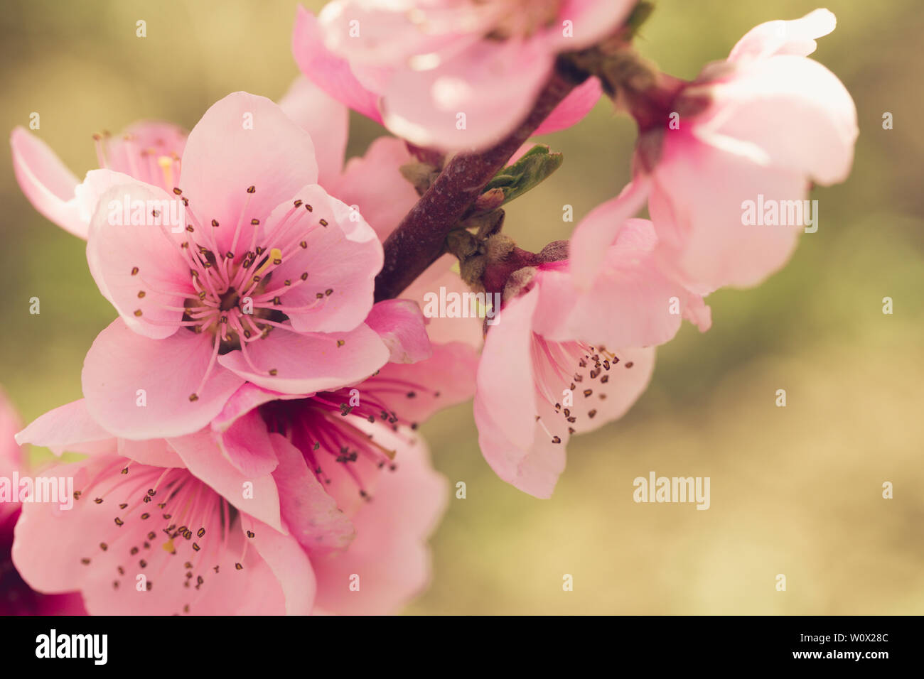 spring tree with pink flowers Stock Photo - Alamy