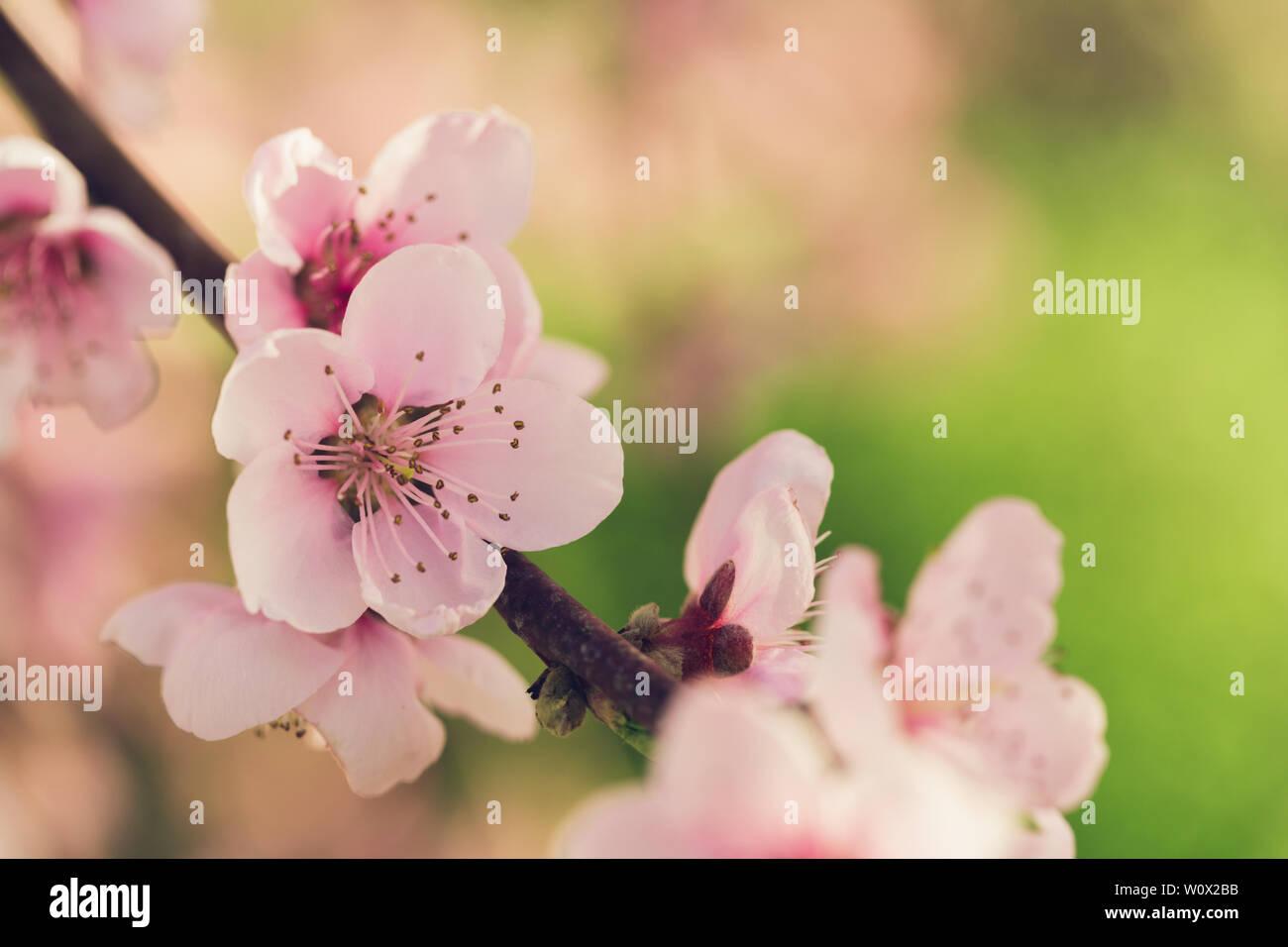 spring tree with pink flowers Stock Photo - Alamy