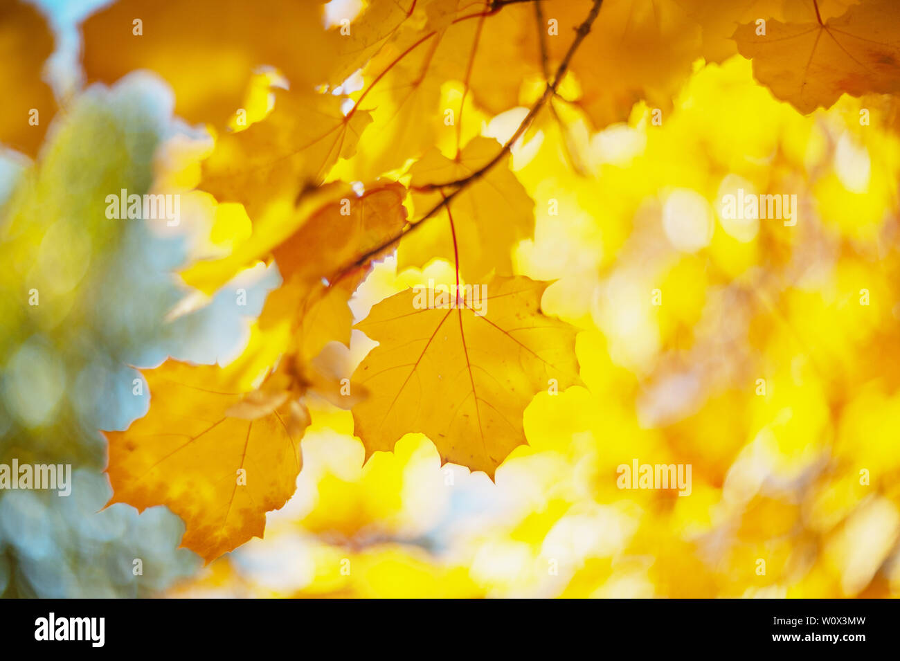Yellow autumn colors of foliage. Branch with yellow leaves on a blurred ...