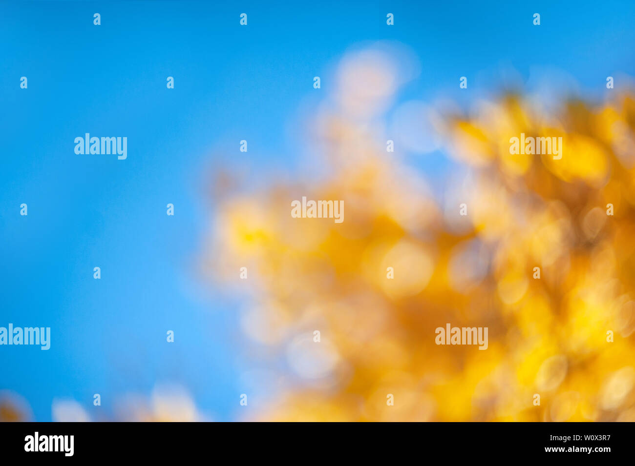 Yellow autumn colors of foliage. Branch with yellow leaves on a blurred ...