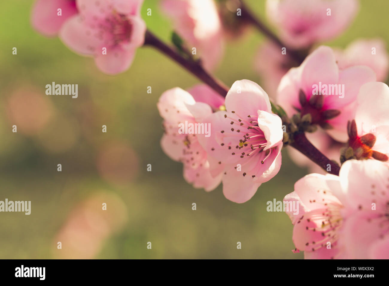 spring tree with pink flowers Stock Photo - Alamy