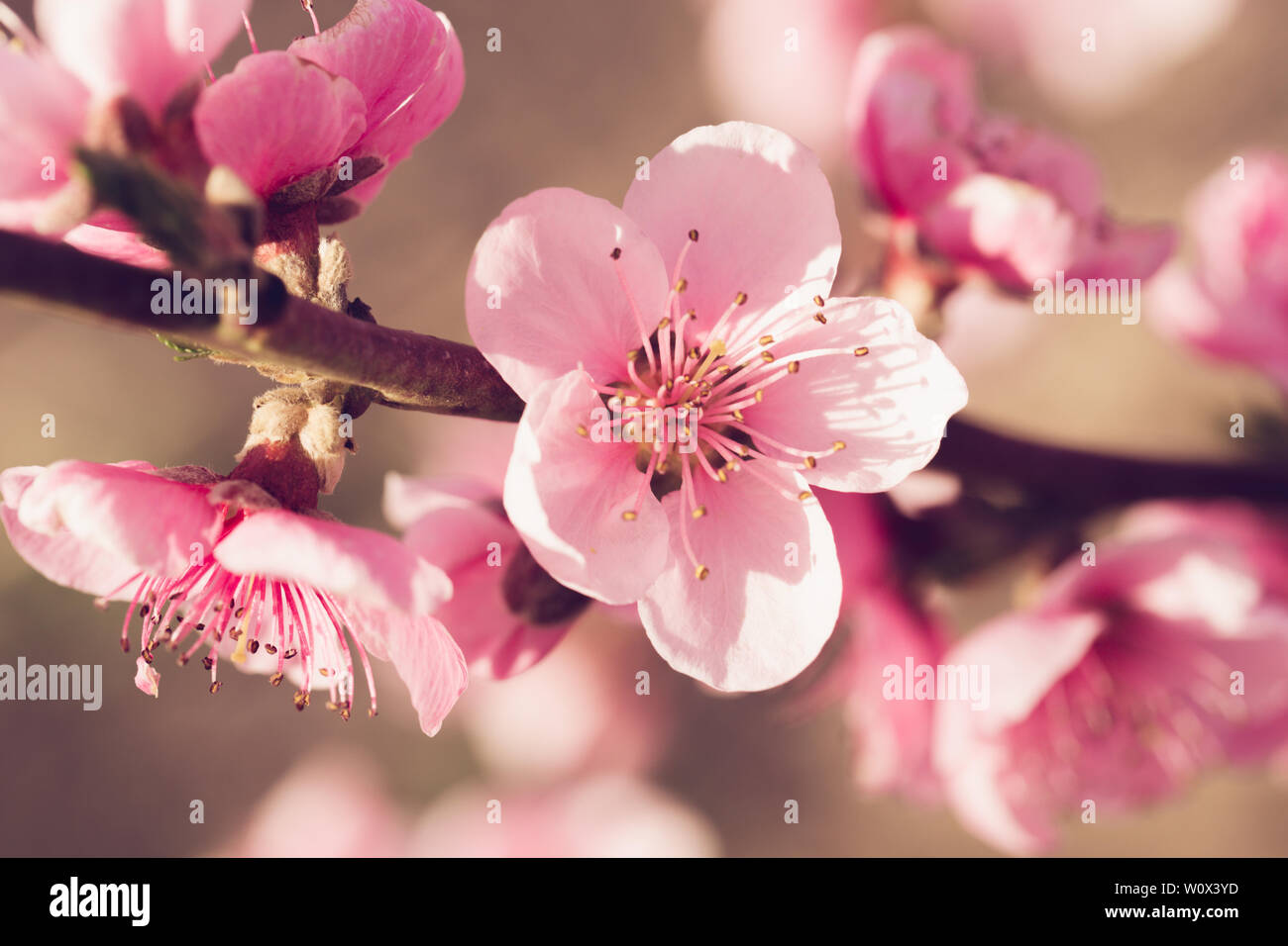 spring tree with pink flowers Stock Photo - Alamy