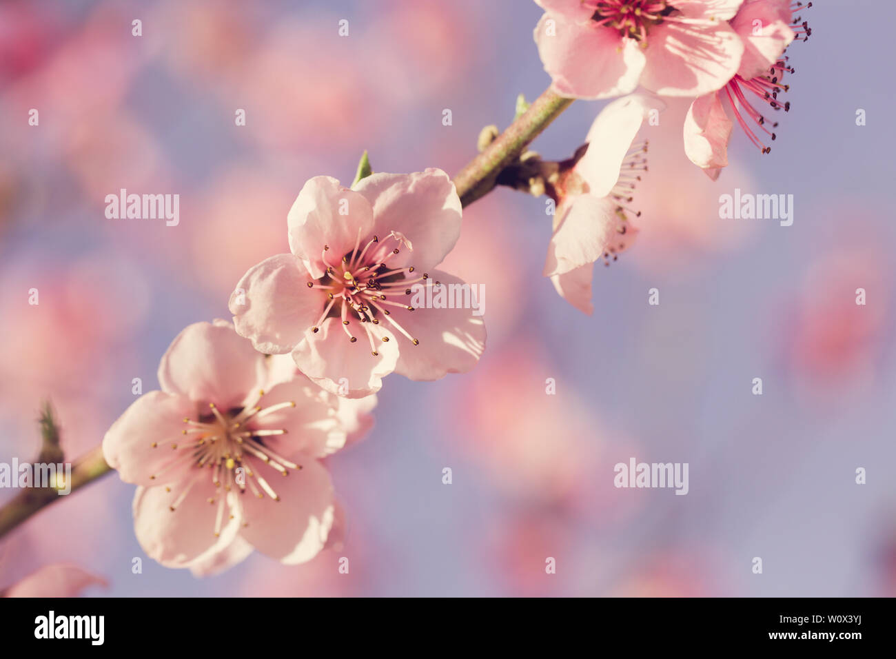 spring tree with pink flowers Stock Photo - Alamy