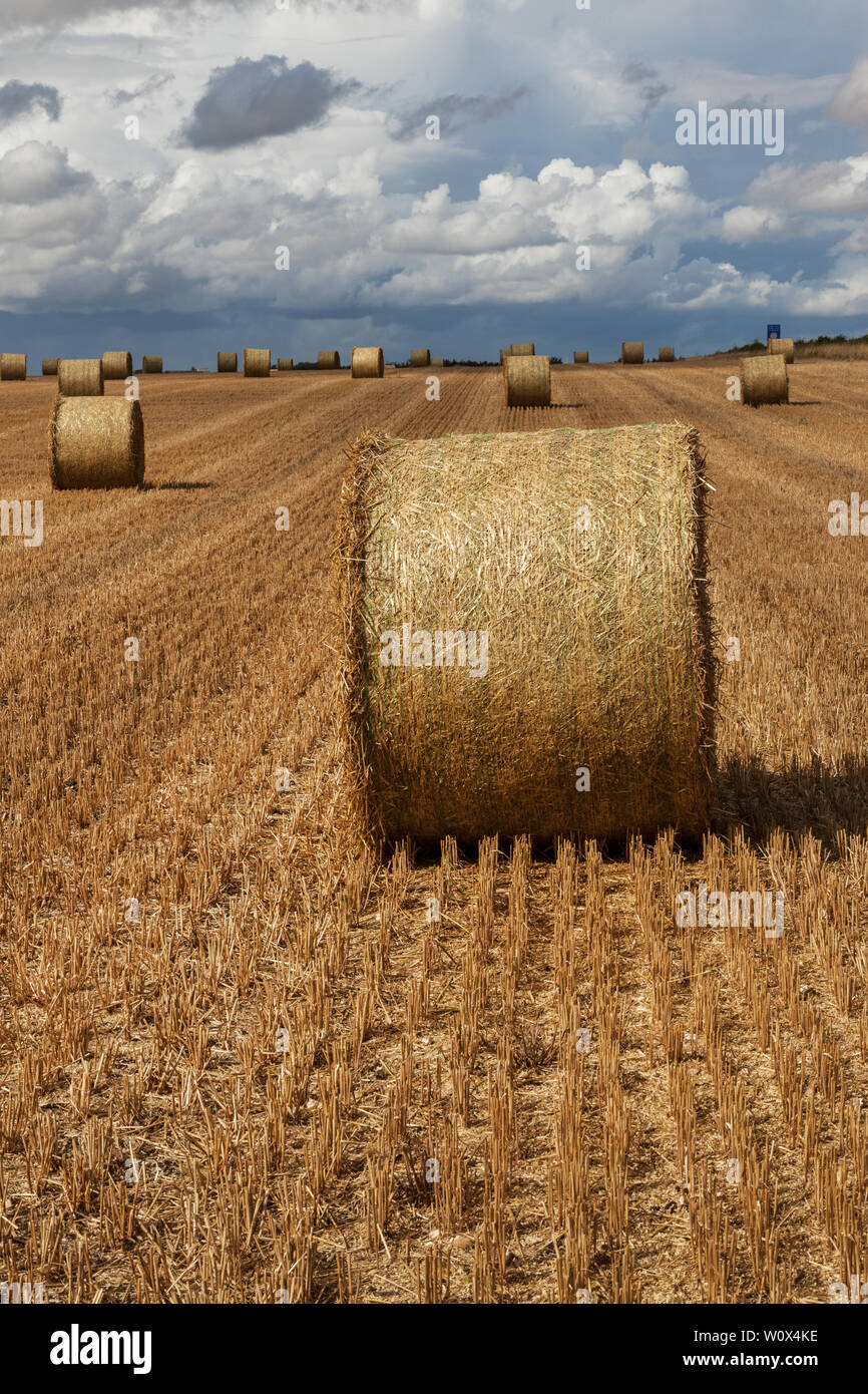 Harvest lines in cut field hi-res stock photography and images - Alamy