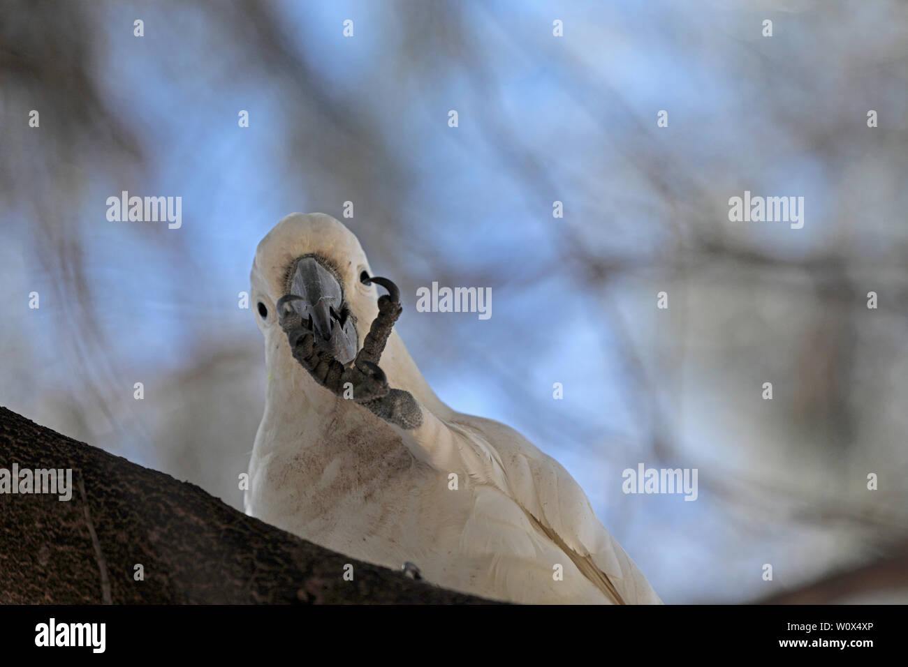 Cockatoo parrot on a tree in Australia Stock Photo - Alamy