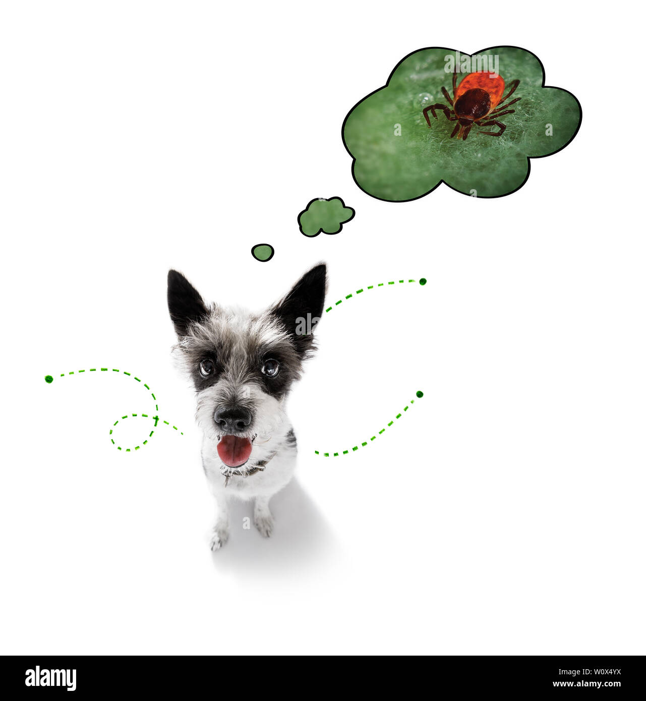 poodle dog considering the problem of tick insects and fleas , close to ...