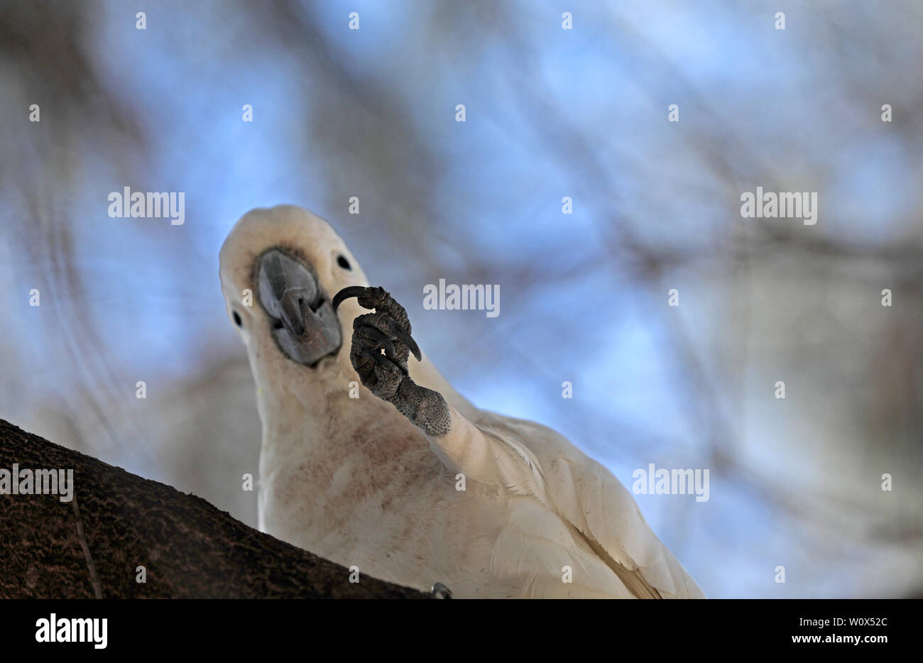 Cockatoo parrot on a tree in Australia Stock Photo - Alamy
