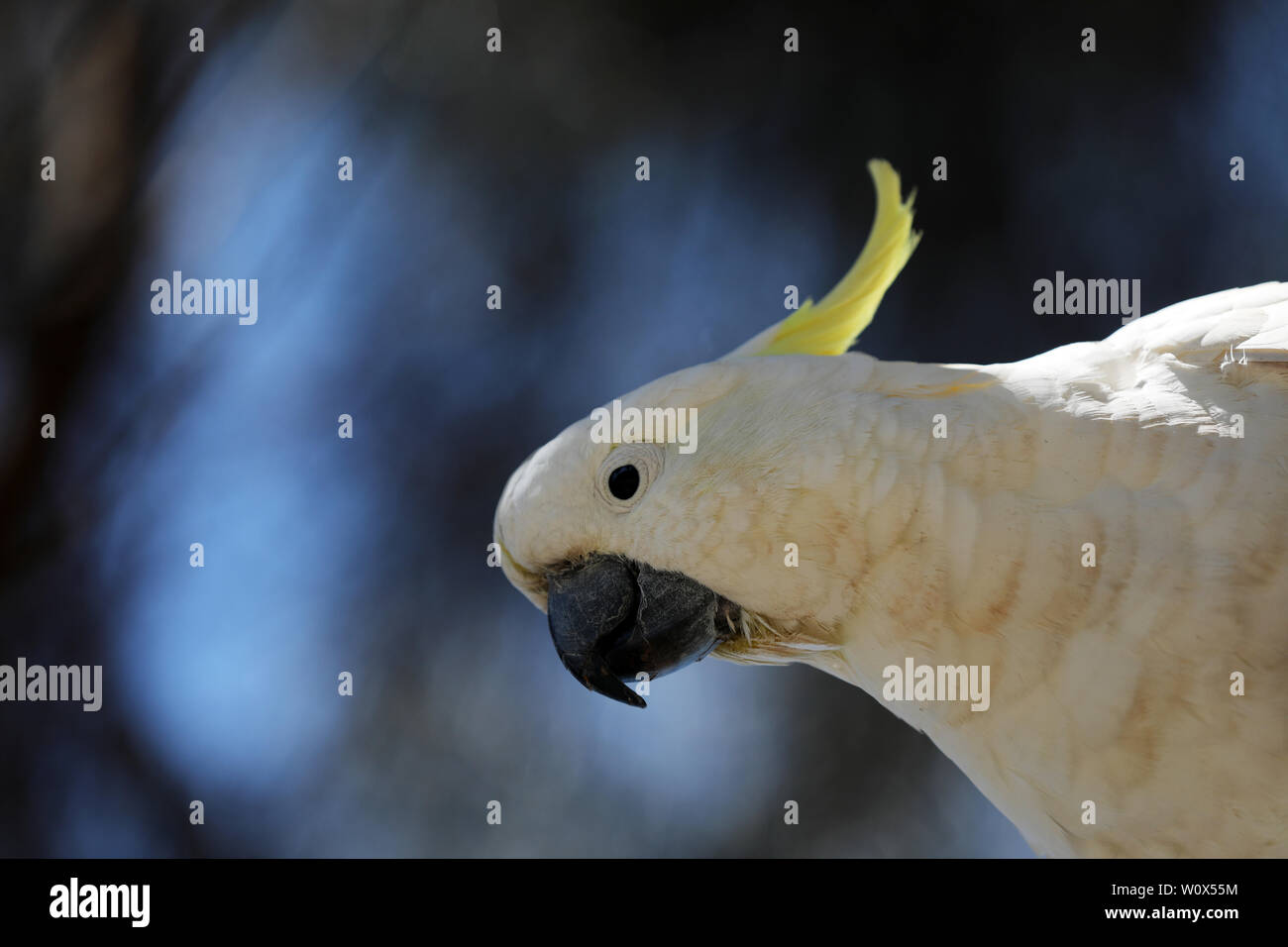Cockatoo parrot on a tree in Australia Stock Photo - Alamy