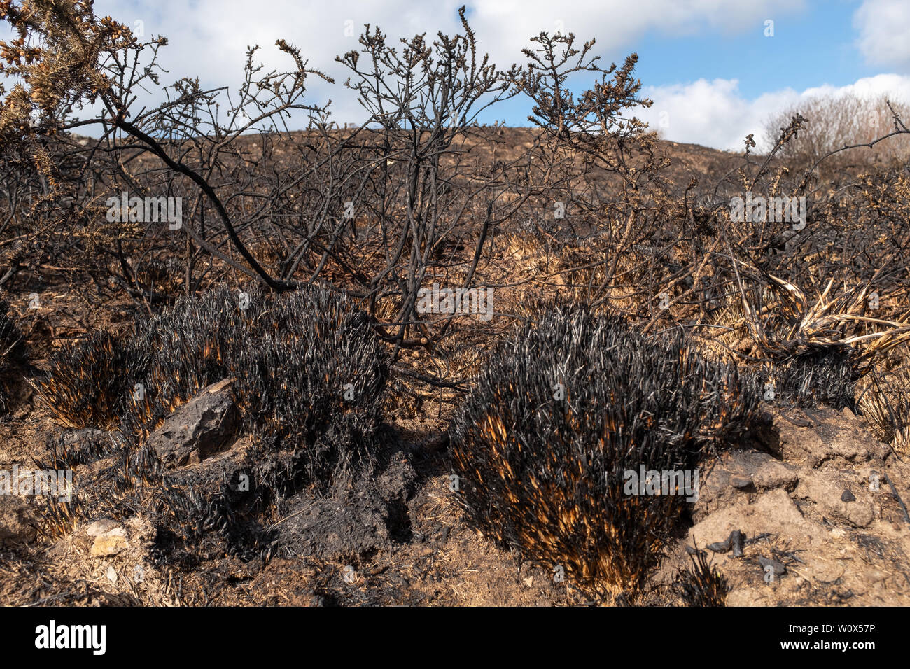 A burnt field blacken after a bush fire, the first new buds just ...