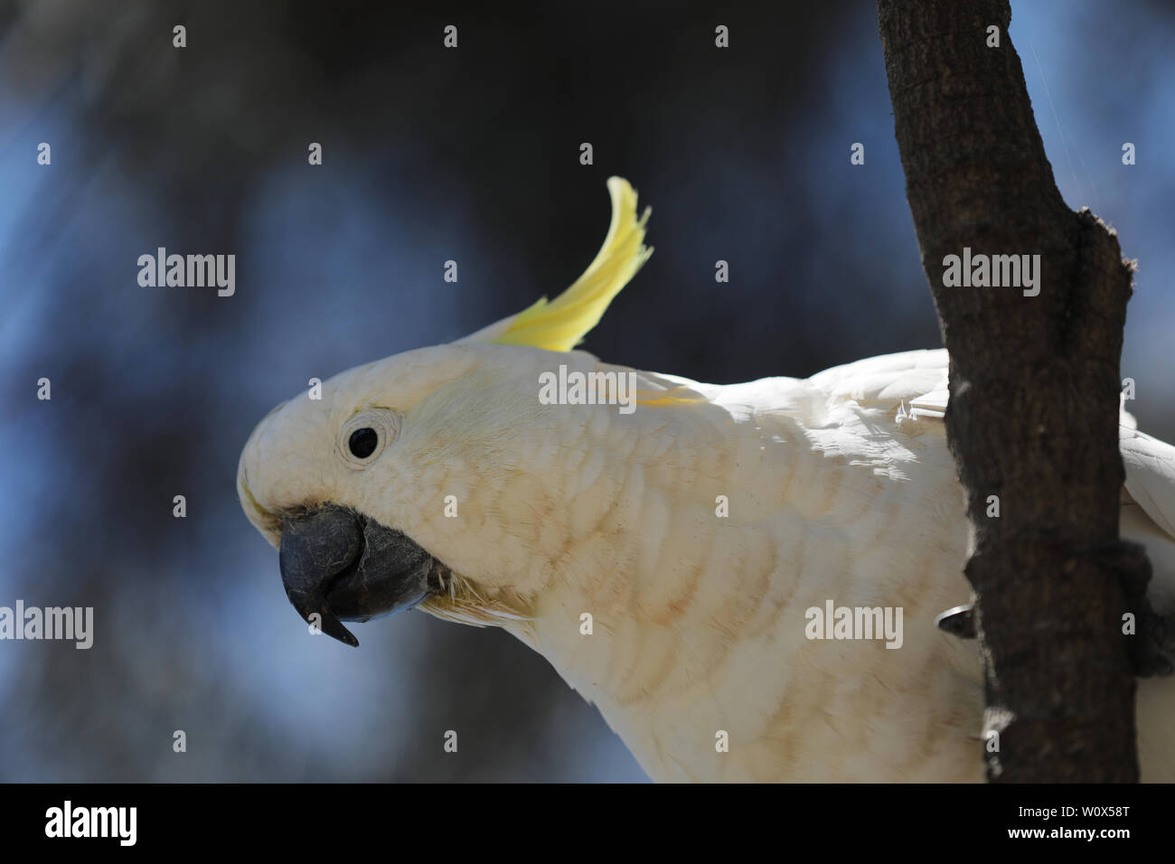 Australian money tree hi-res stock photography and images - Alamy