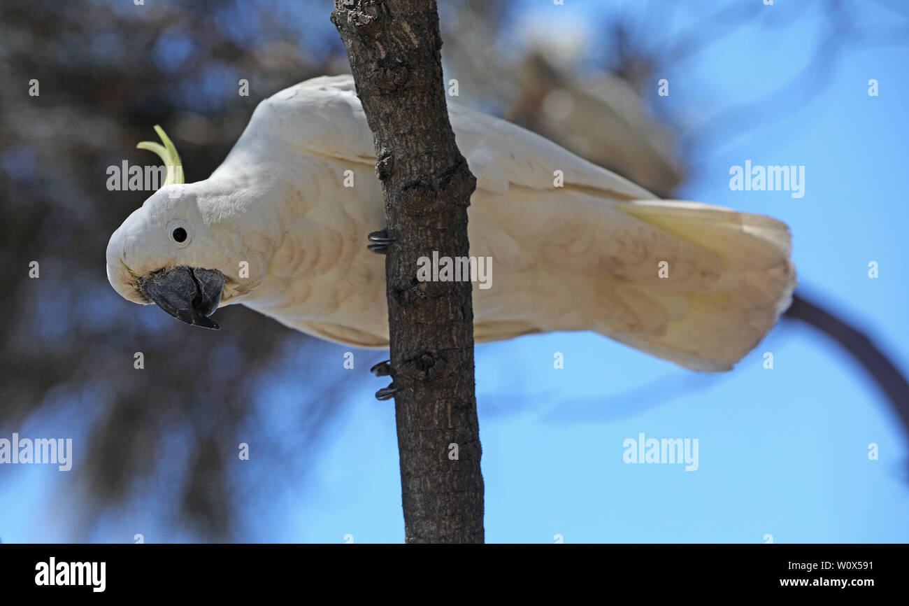Cockatoo parrot on a tree in Australia Stock Photo - Alamy