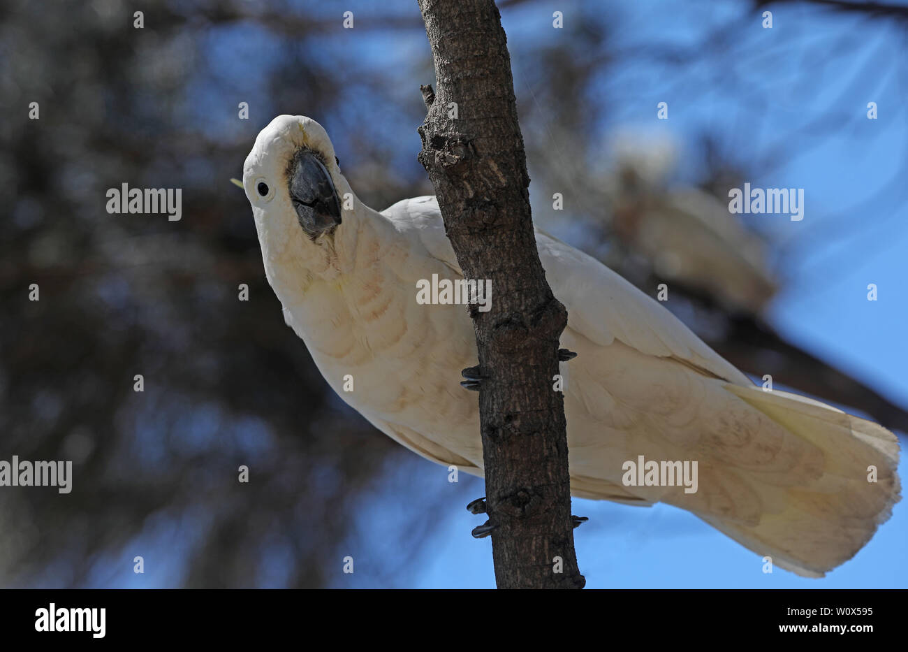Cockatoo parrot on a tree in Australia Stock Photo - Alamy