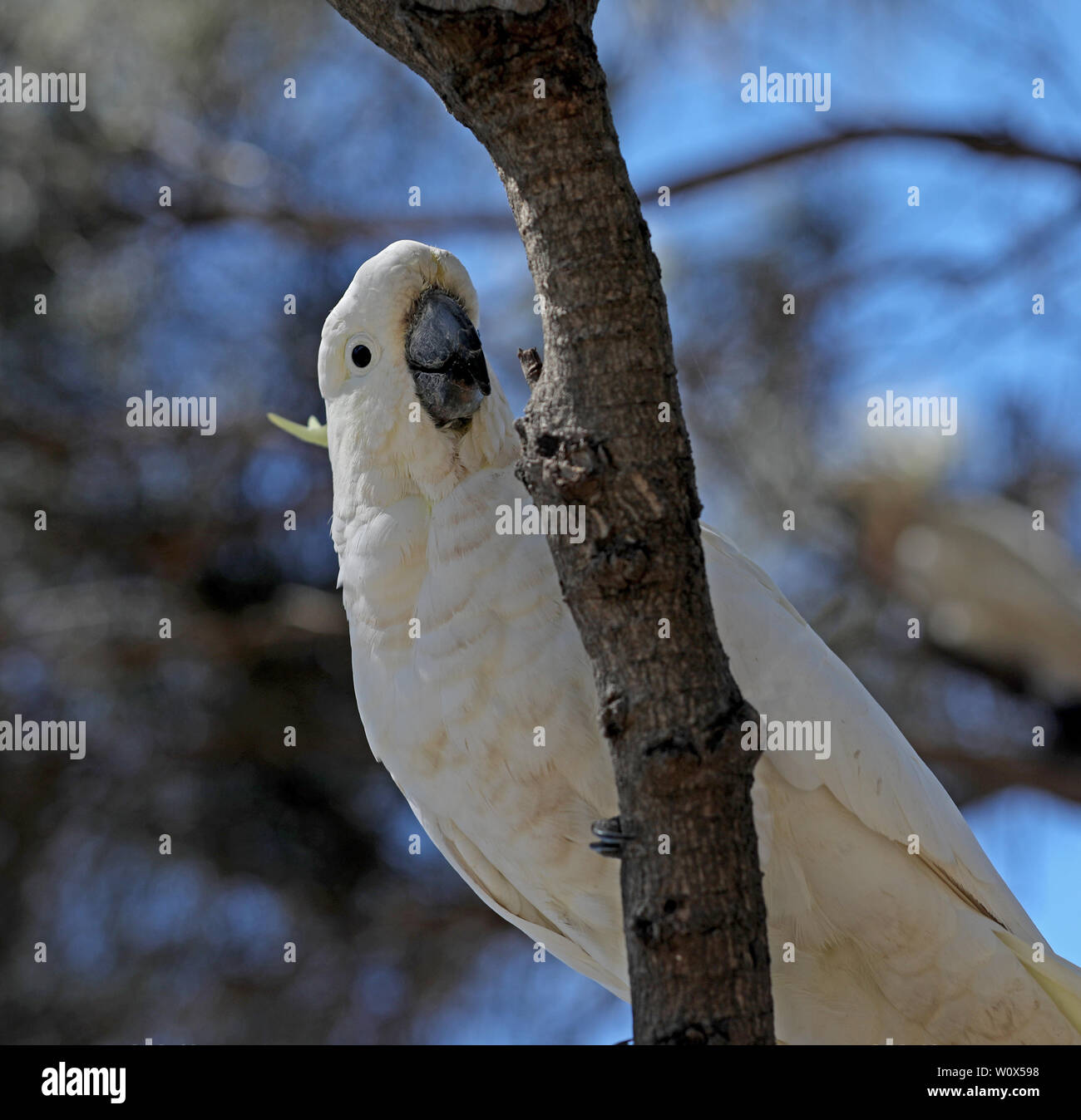 Cockatoo parrot on a tree in Australia Stock Photo - Alamy