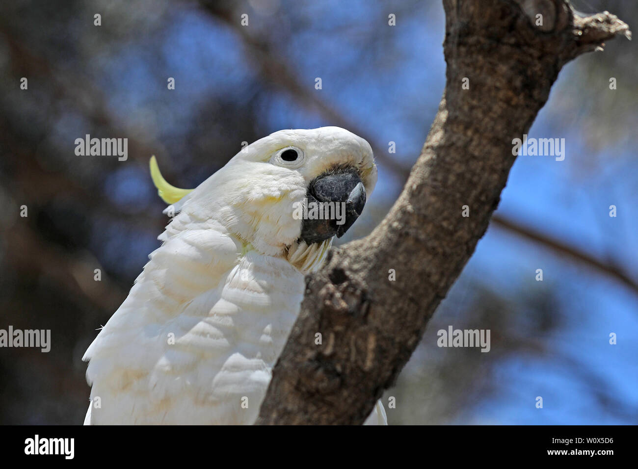 Cockatoo parrot on a tree in Australia Stock Photo - Alamy
