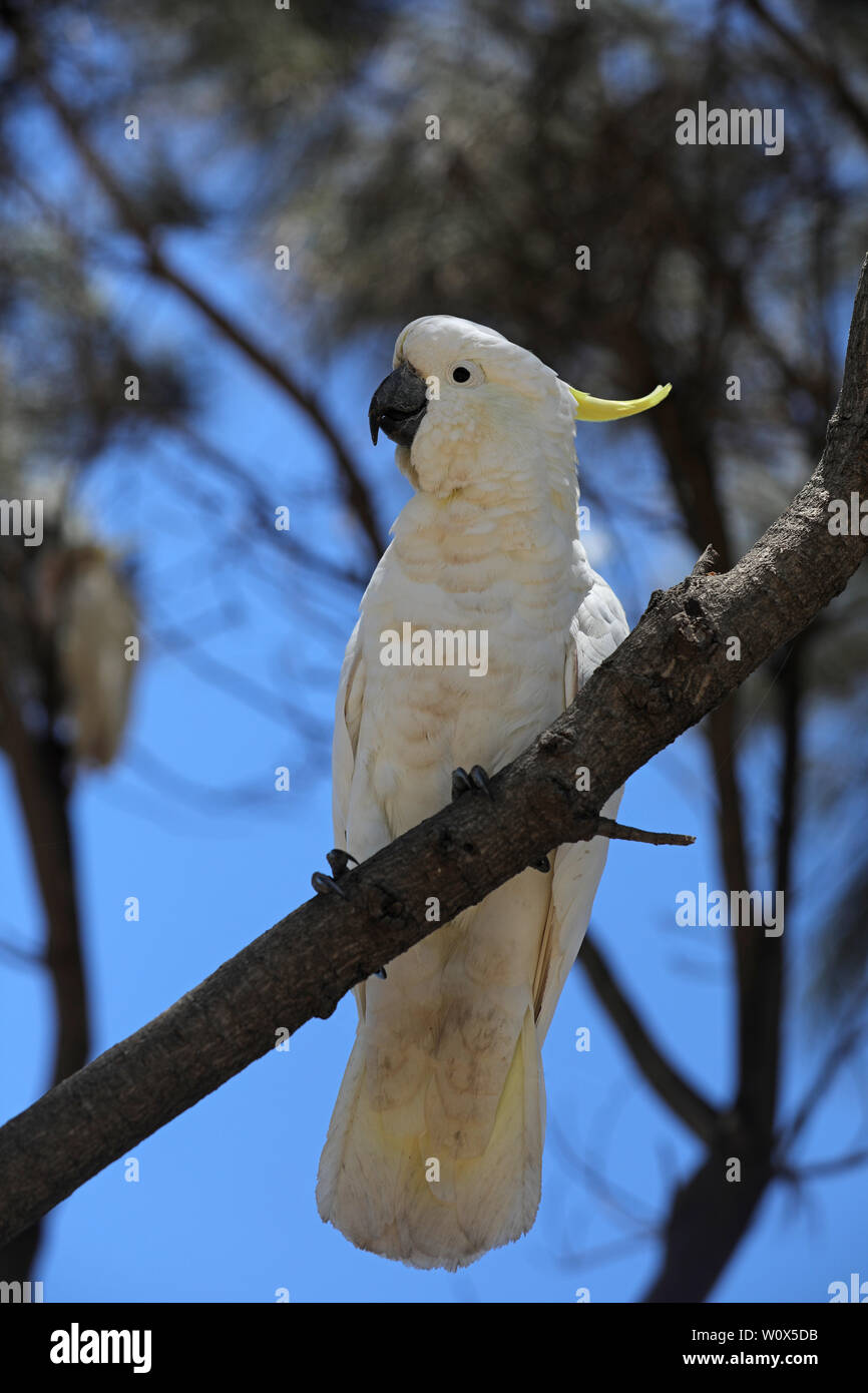 Australian money in nature hi-res stock photography and images - Alamy