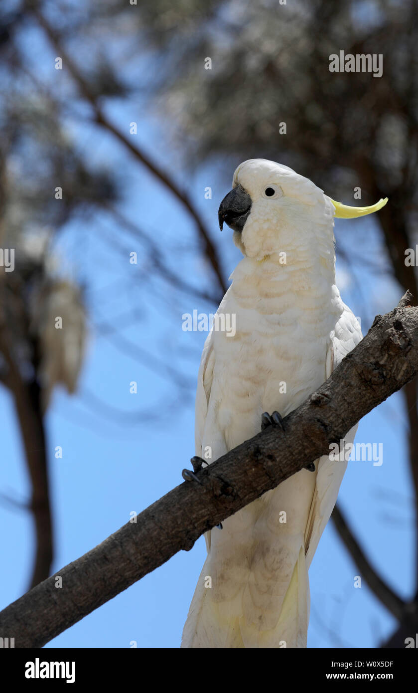 Cockatoo parrot on a tree in Australia Stock Photo - Alamy