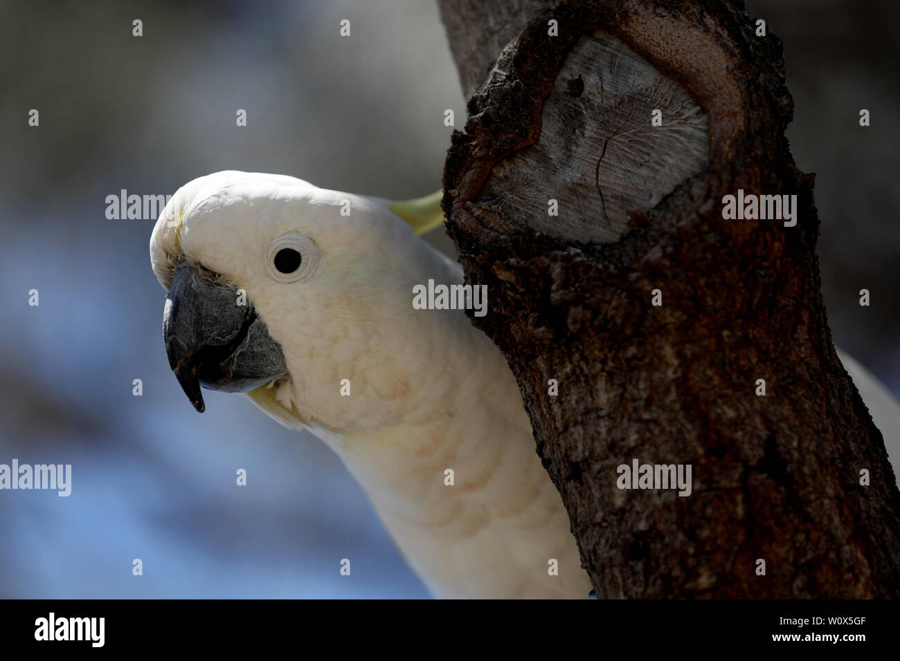 Cockatoo parrot on a tree in Australia Stock Photo - Alamy