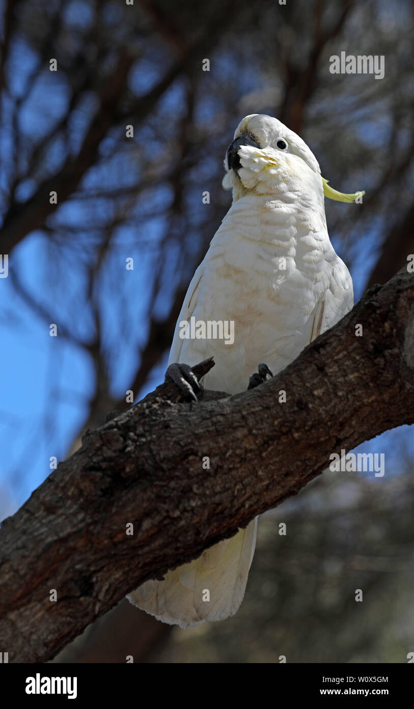 Cockatoo parrot on a tree in Australia Stock Photo - Alamy