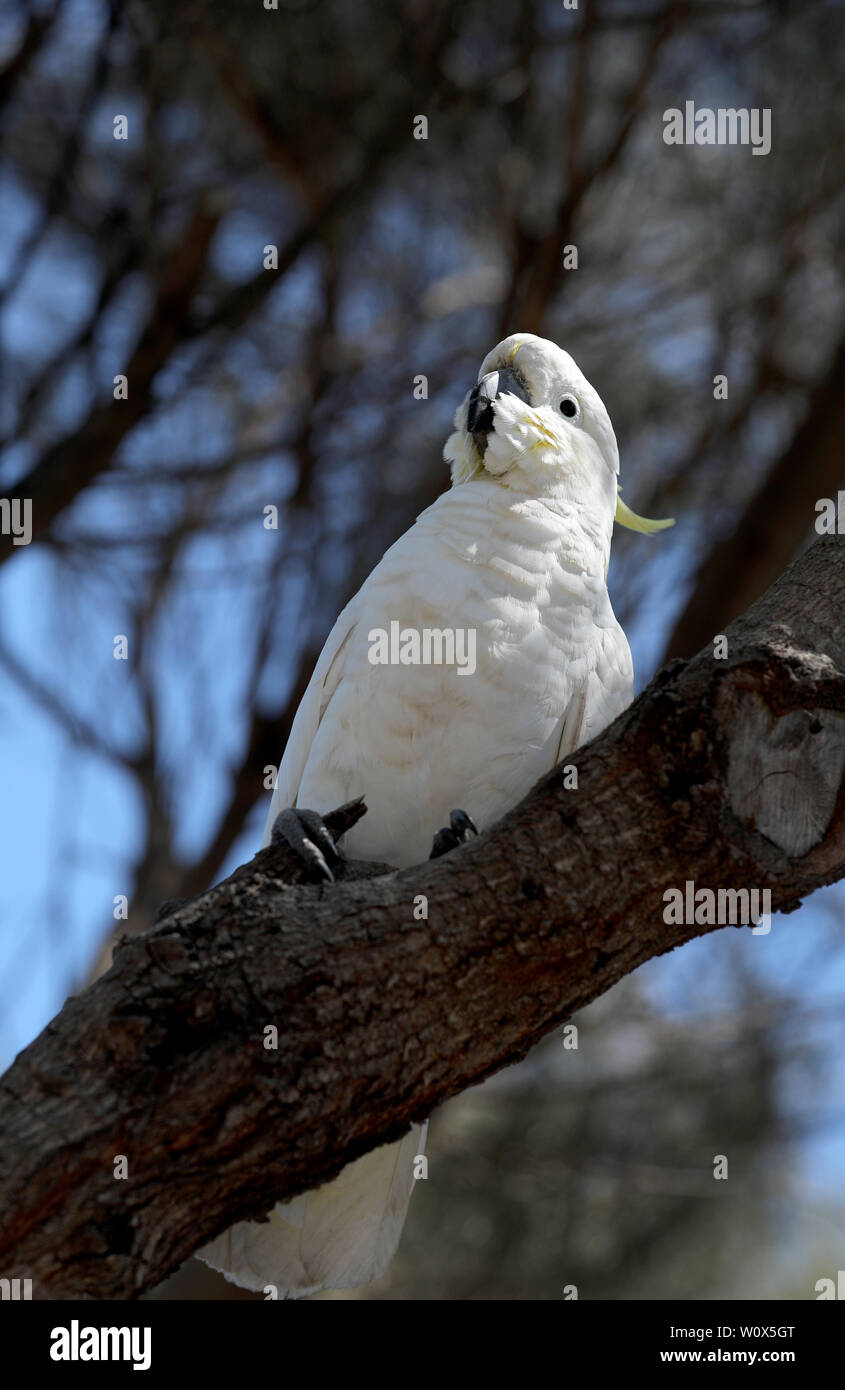 Cockatoo parrot on a tree in Australia Stock Photo - Alamy