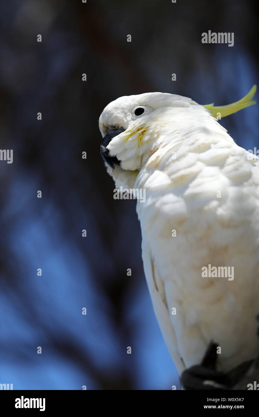 Cockatoo parrot on a tree in Australia Stock Photo - Alamy