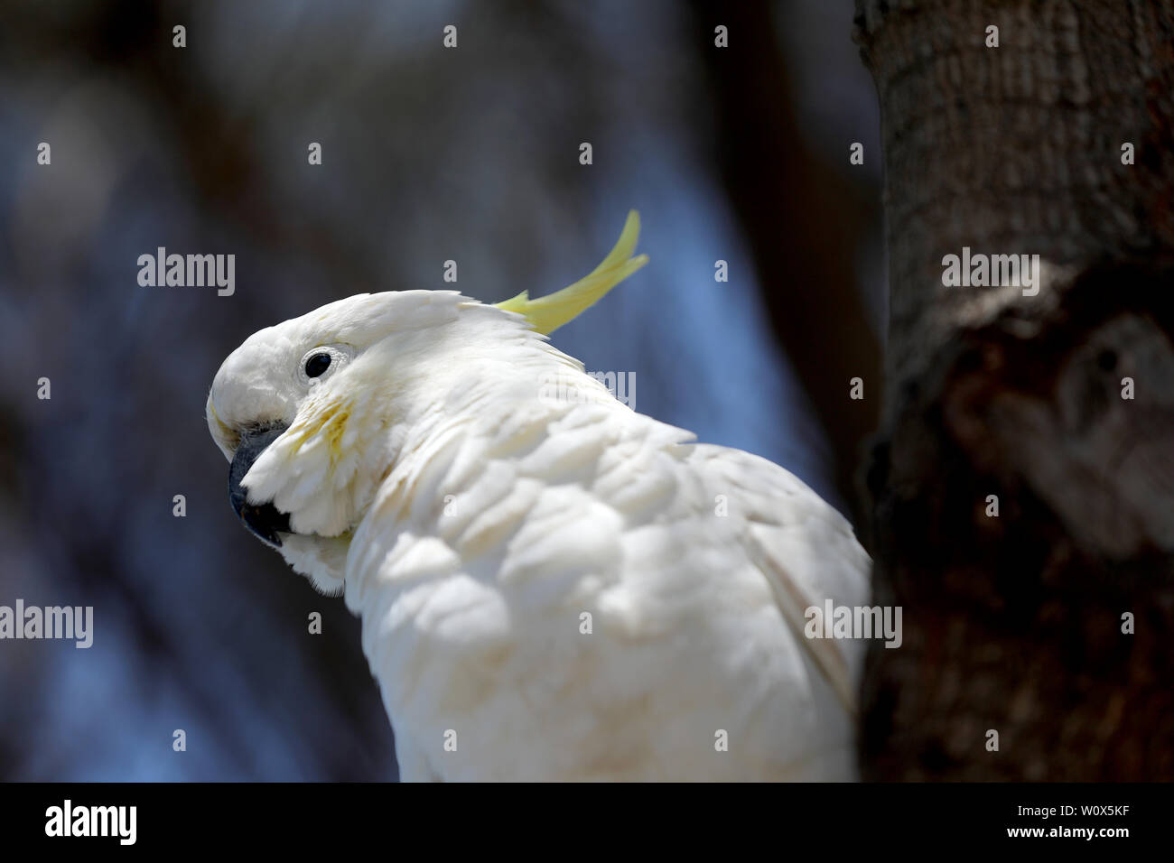 Cockatoo parrot on a tree in Australia Stock Photo - Alamy