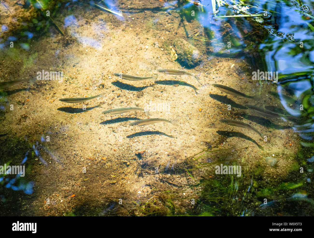 Polish fishes hi-res stock photography and images - Alamy