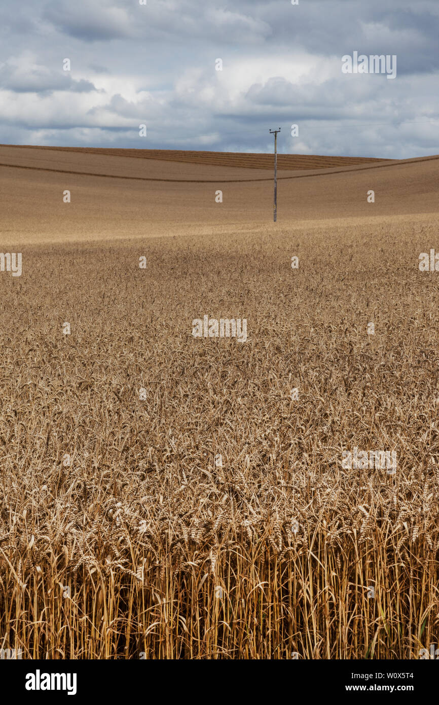 Field of arable crop in Wiltshire, UK Stock Photo - Alamy