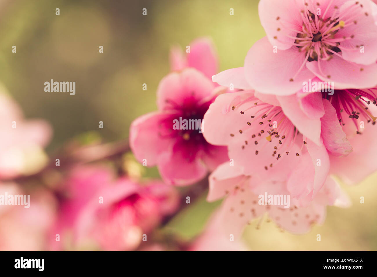 spring tree with pink flowers Stock Photo - Alamy