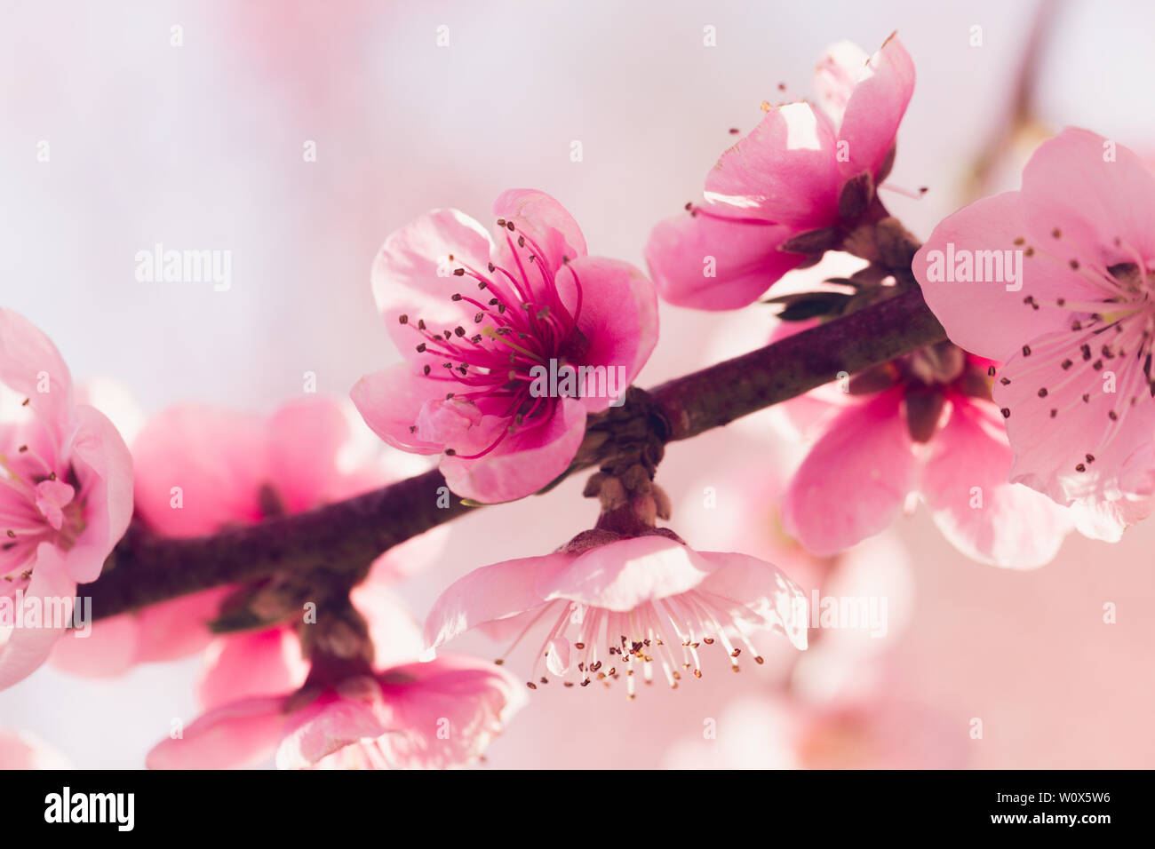 spring tree with pink flowers Stock Photo - Alamy