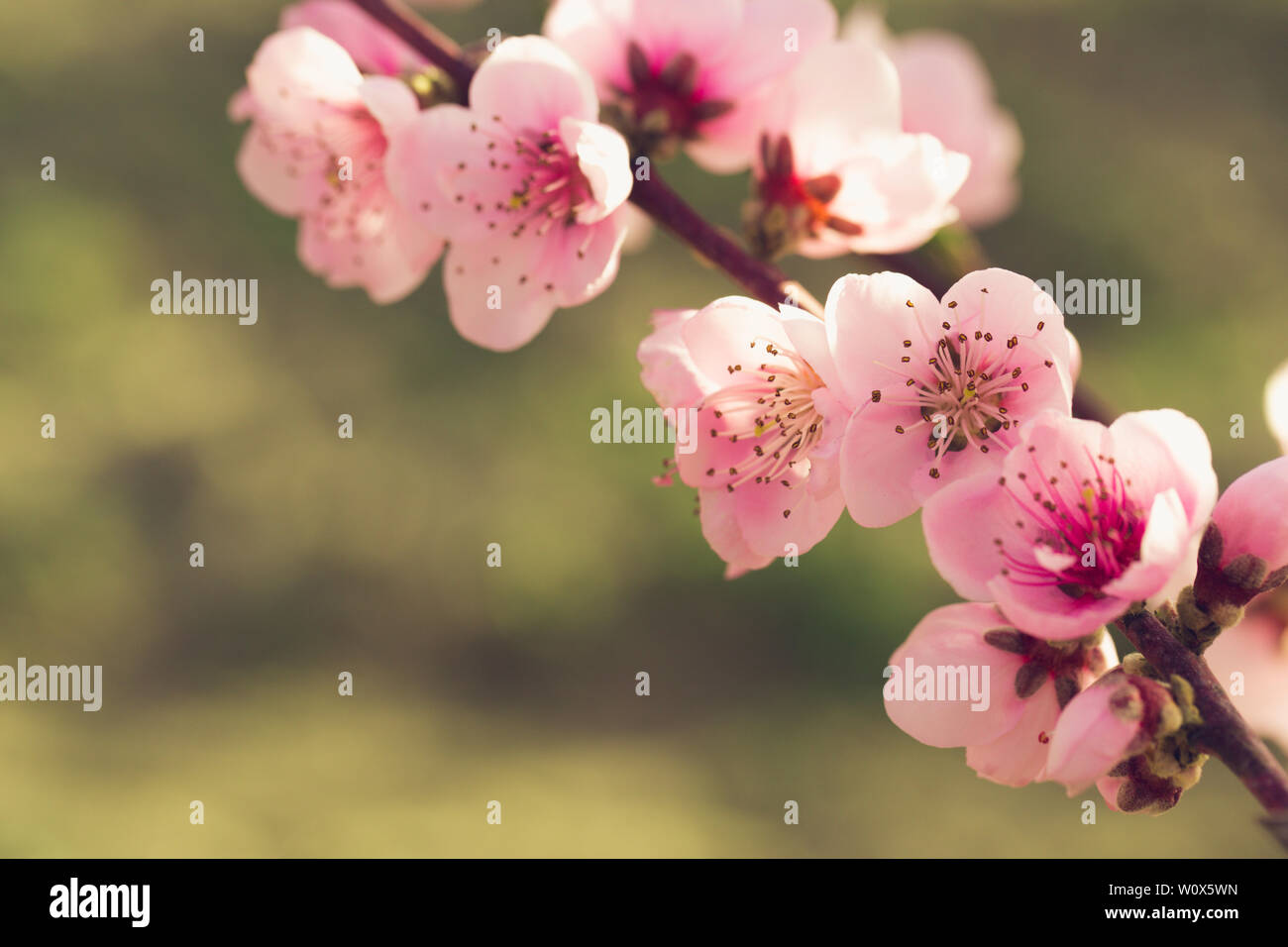 spring tree with pink flowers Stock Photo - Alamy