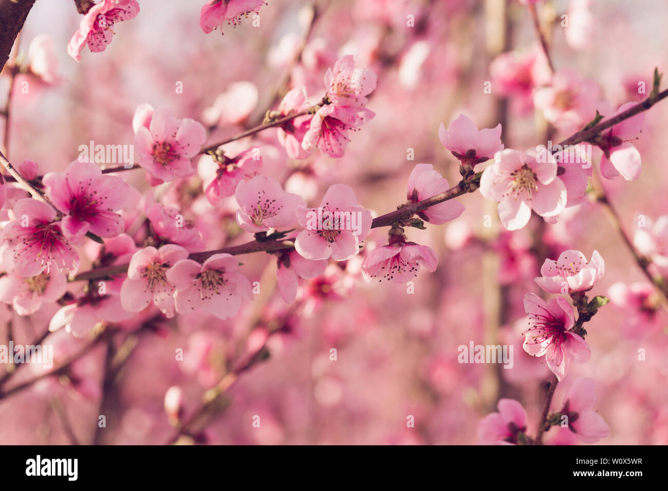 spring tree with pink flowers Stock Photo - Alamy