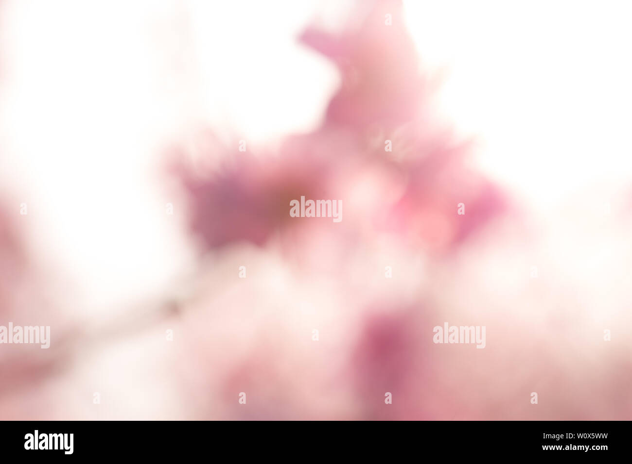Pink spring background Stock Photo - Alamy