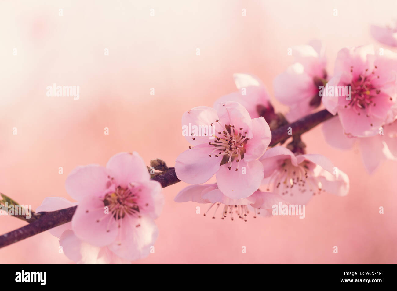 spring tree with pink flowers Stock Photo - Alamy