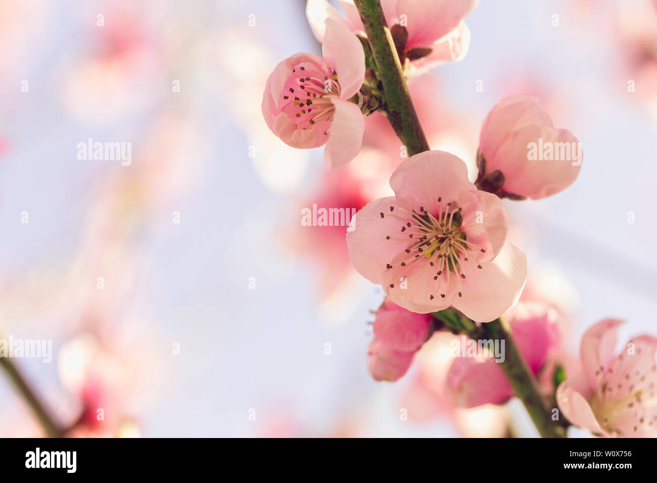 spring tree with pink flowers Stock Photo - Alamy