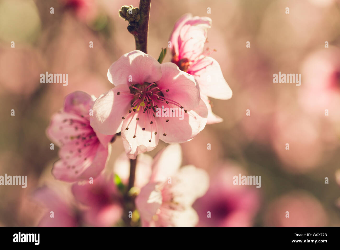 spring tree with pink flowers Stock Photo - Alamy