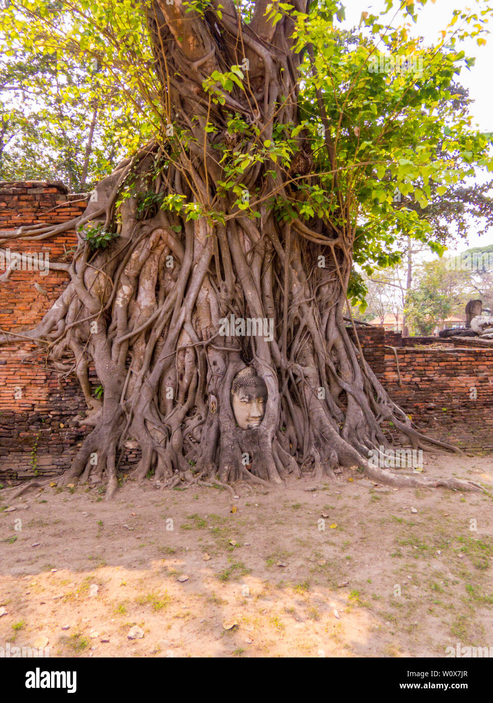 Buddha bodhi tree art hi-res stock photography and images - Alamy