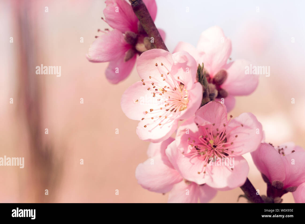 spring tree with pink flowers Stock Photo - Alamy
