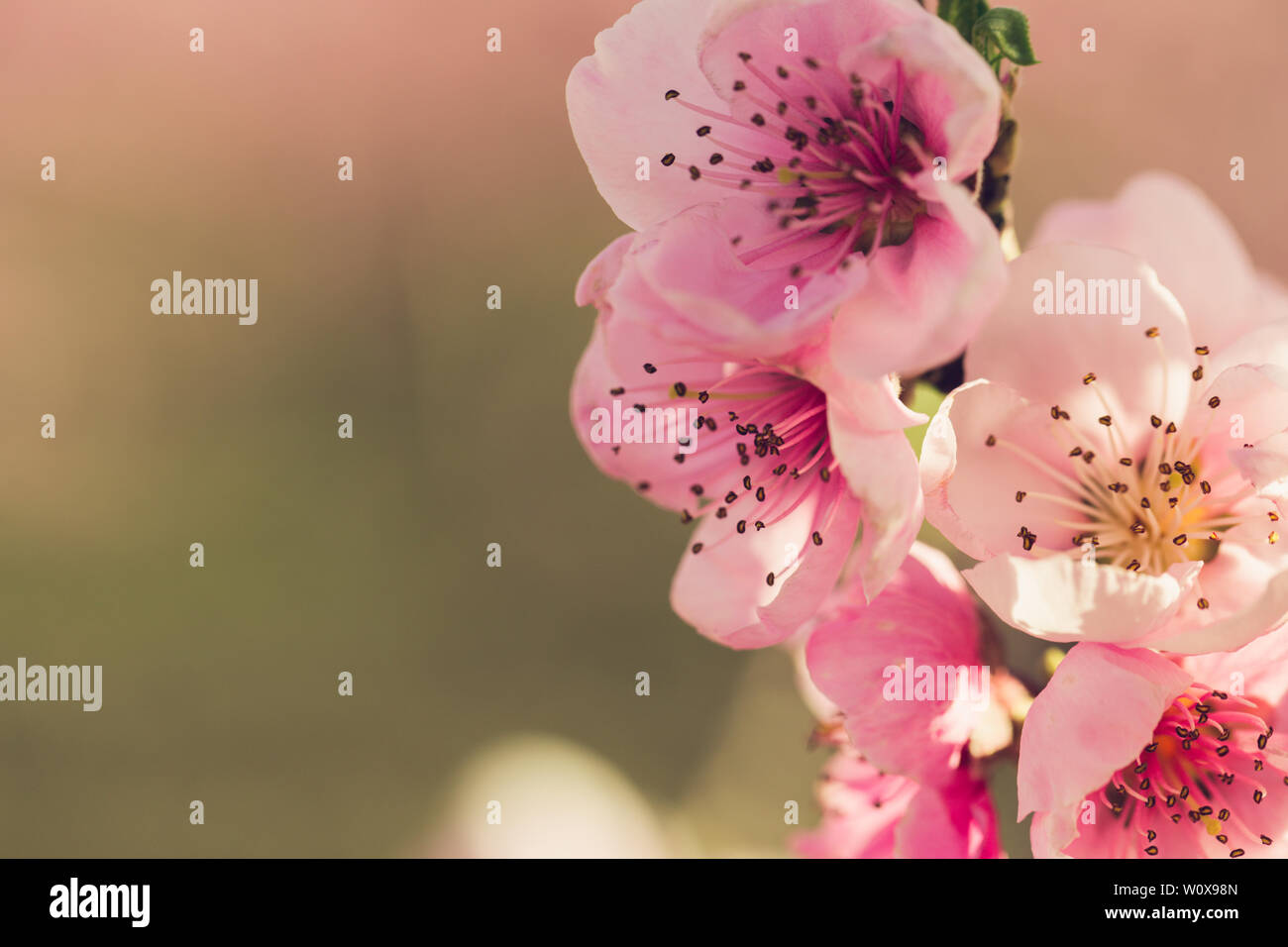 spring tree with pink flowers Stock Photo - Alamy