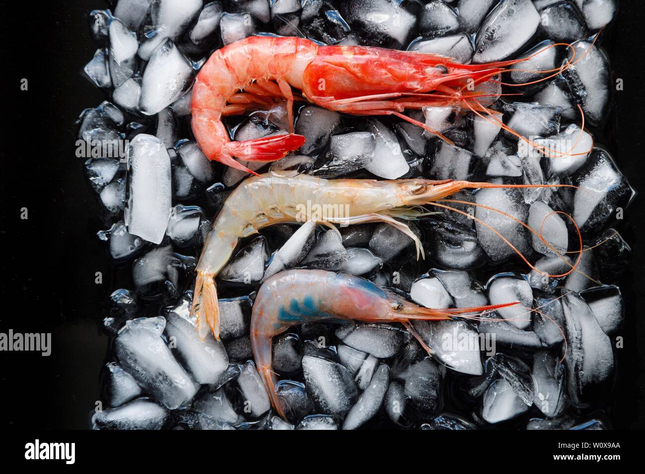red prawn, white prawn and shrimp on a crushed ice bed with black ...