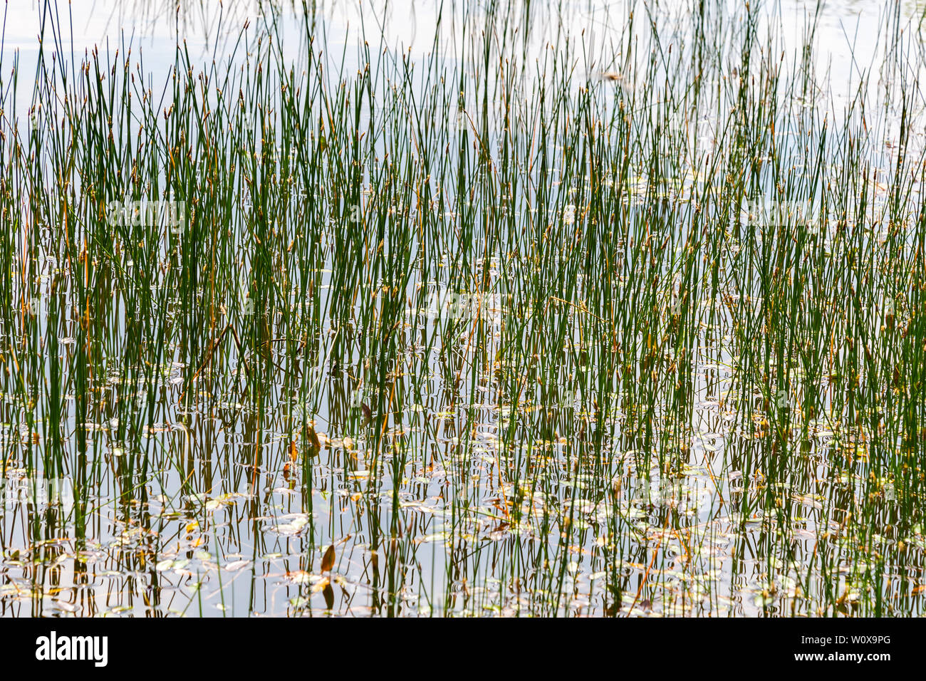 Waterplants hi-res stock photography and images - Alamy