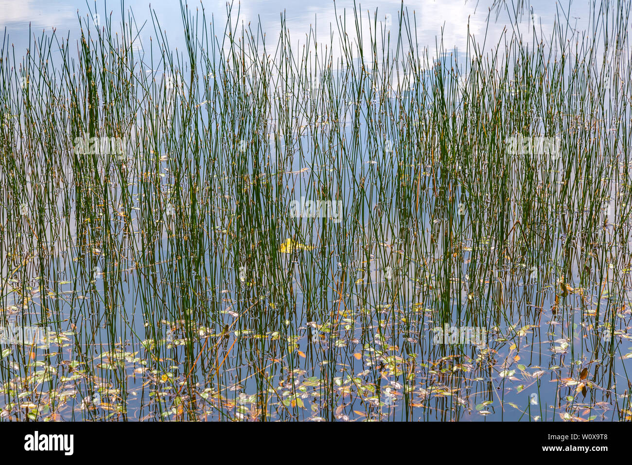 Texture background with green reed and pondweed growing in a little ...