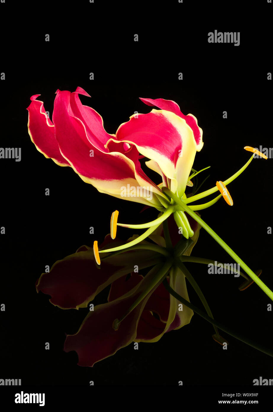 Gloriosa superba hi-res stock photography and images - Alamy
