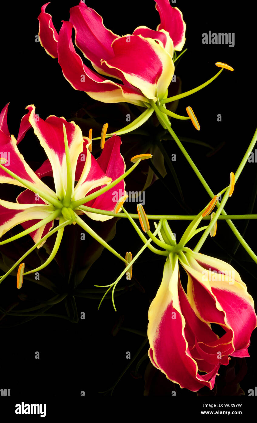 Gloriosa superba hi-res stock photography and images - Alamy