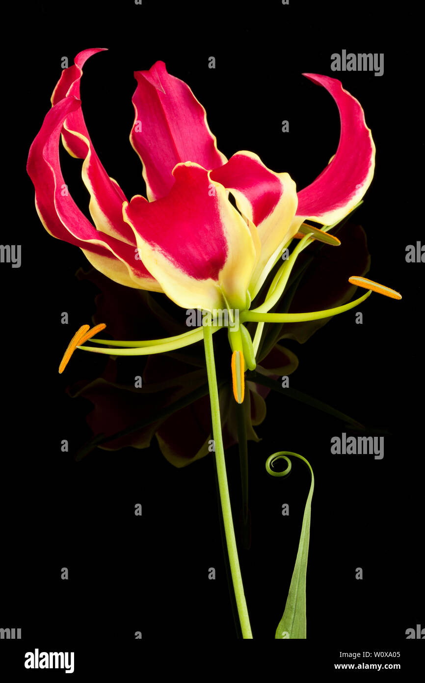 One single red Gloriosa Lily Stock Photo - Alamy