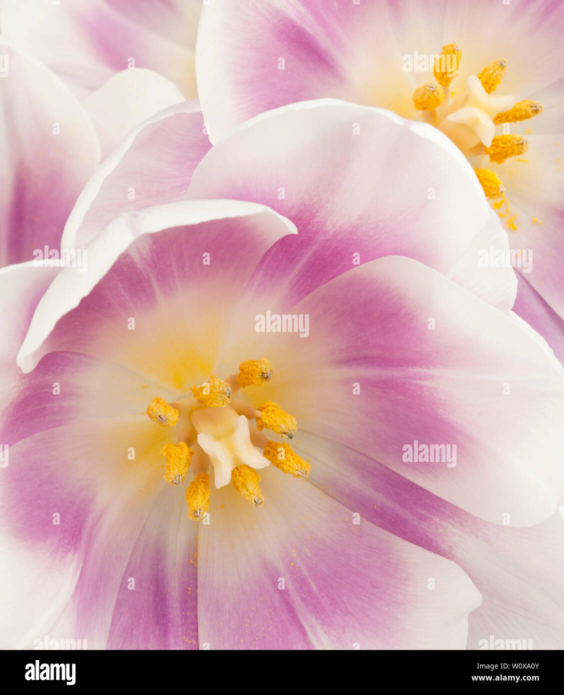 Open tulips hi-res stock photography and images - Alamy