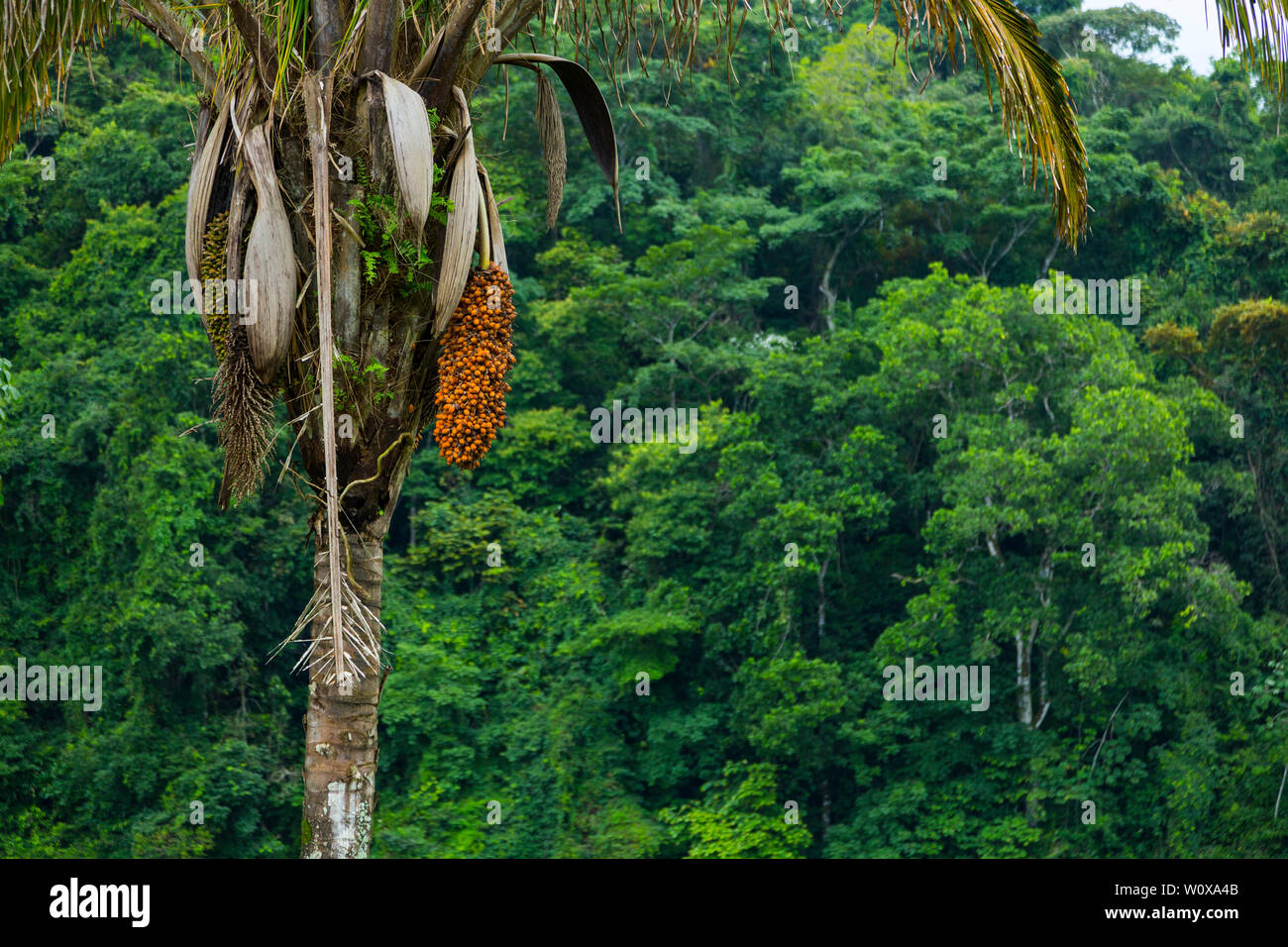 Chagres National Park, Colon Province, Panama, Central America, America ...