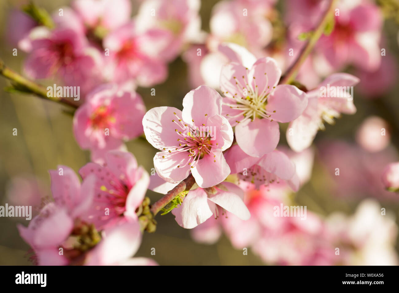 spring tree with pink flowers Stock Photo - Alamy