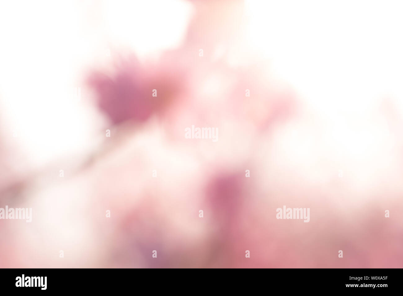 Pink spring background Stock Photo - Alamy