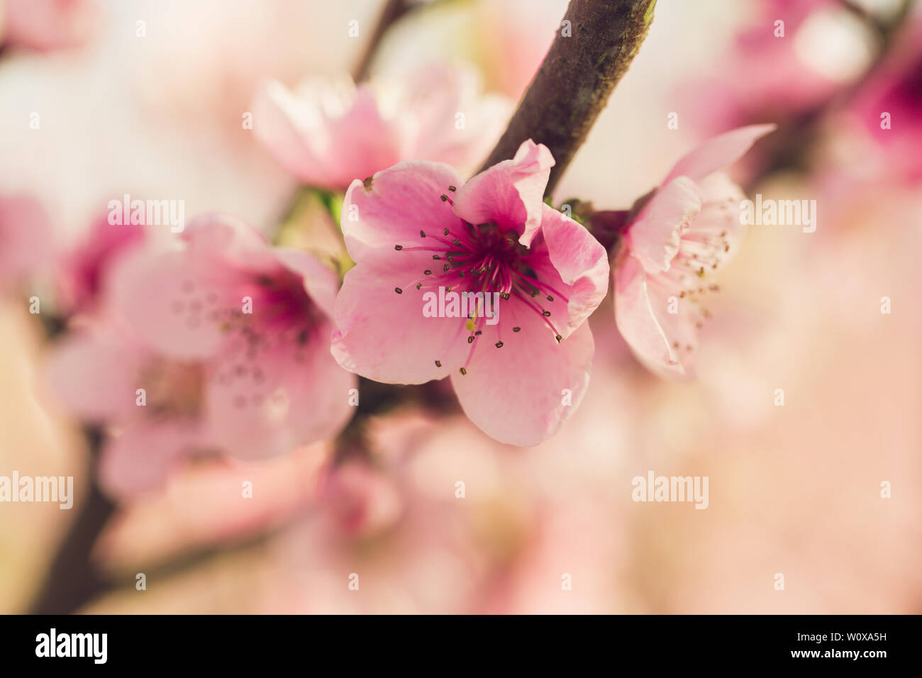 spring tree with pink flowers Stock Photo - Alamy